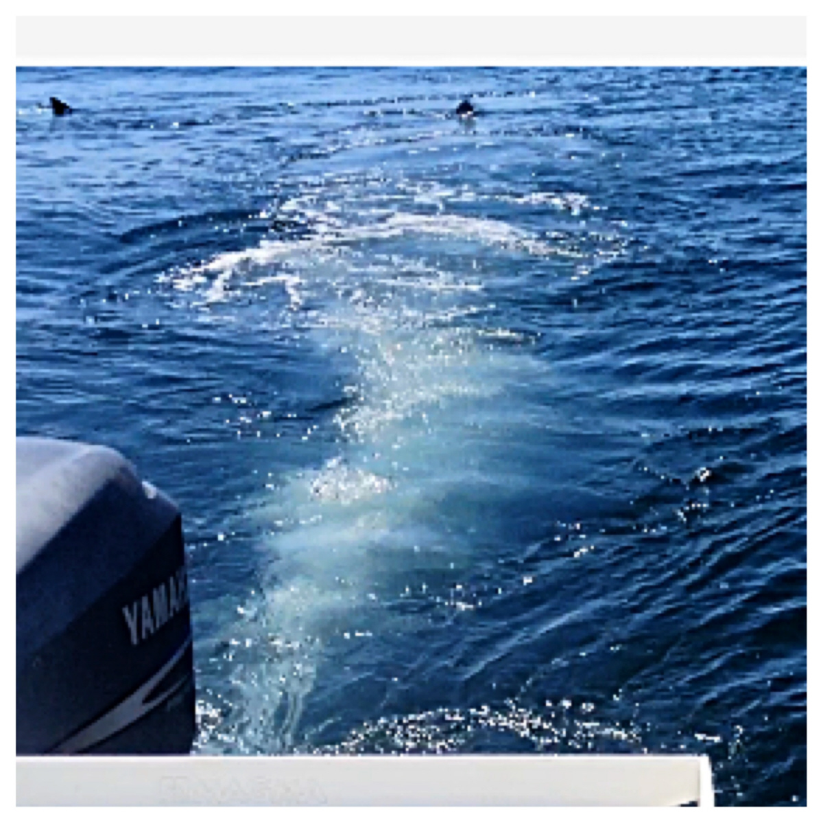 Ensenada 5-2-14 - Barracuda and a Great White Shark | Bloodydecks