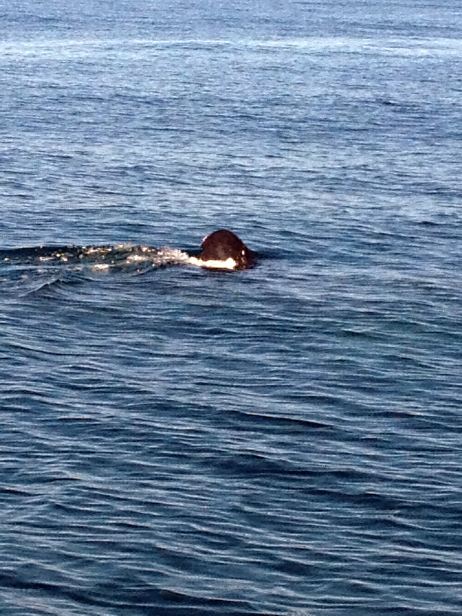 Ensenada 5-2-14 - Barracuda and a Great White Shark | Bloodydecks